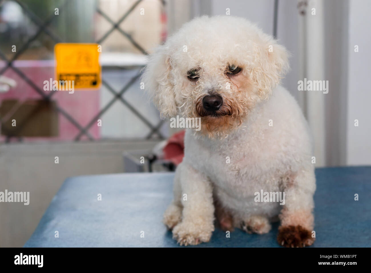 Malassezia pachydermatis hi-res stock photography and images - Alamy