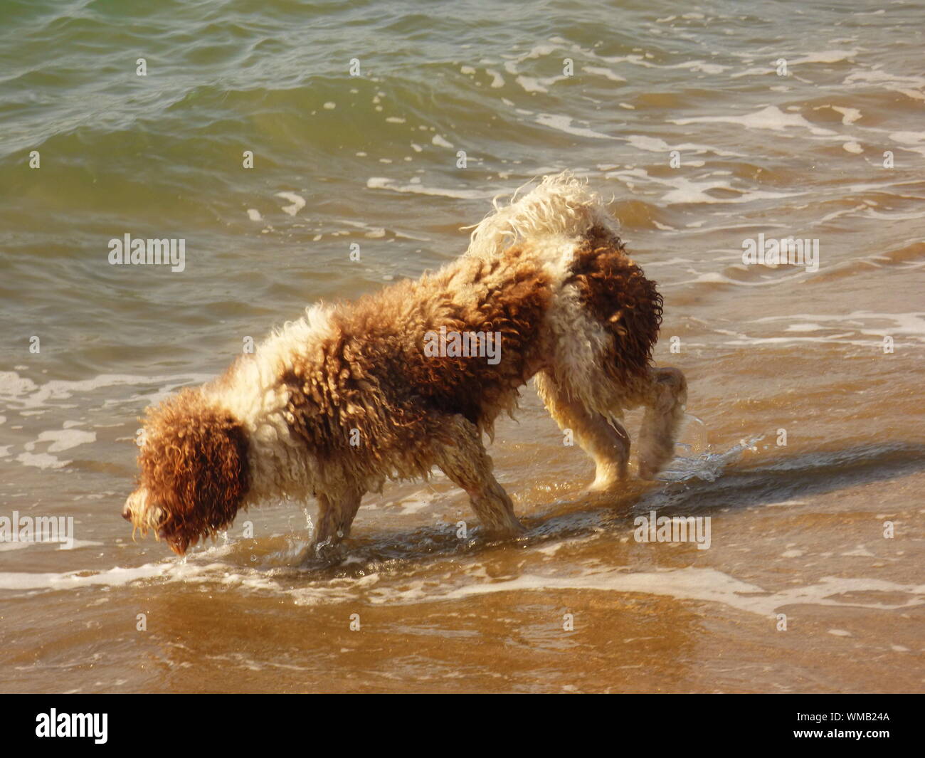 Spanish water dog hi-res stock photography and images - Alamy