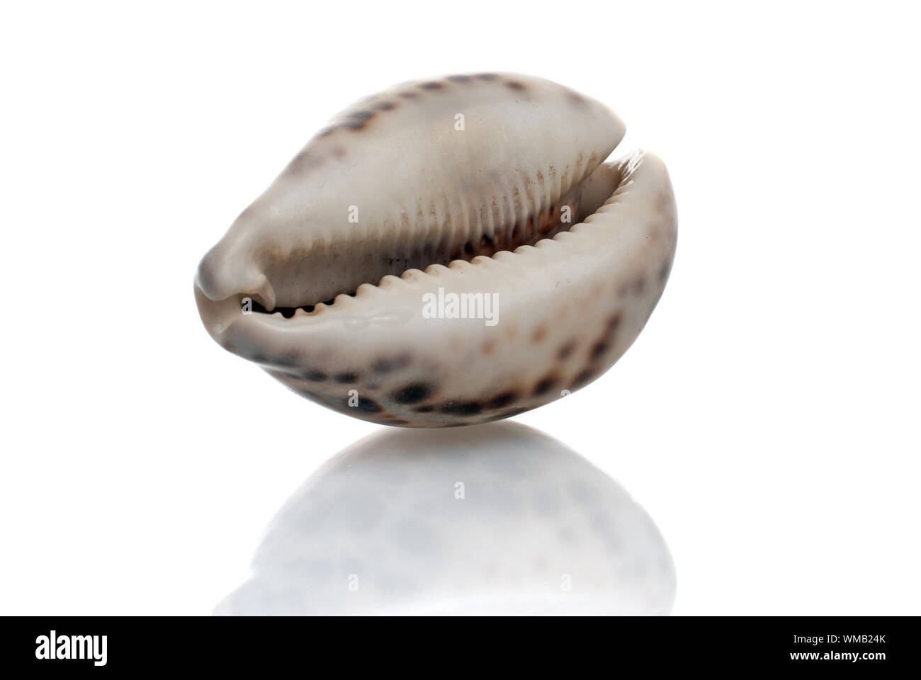 Seashell with dark spots isolate in white background Stock Photo - Alamy