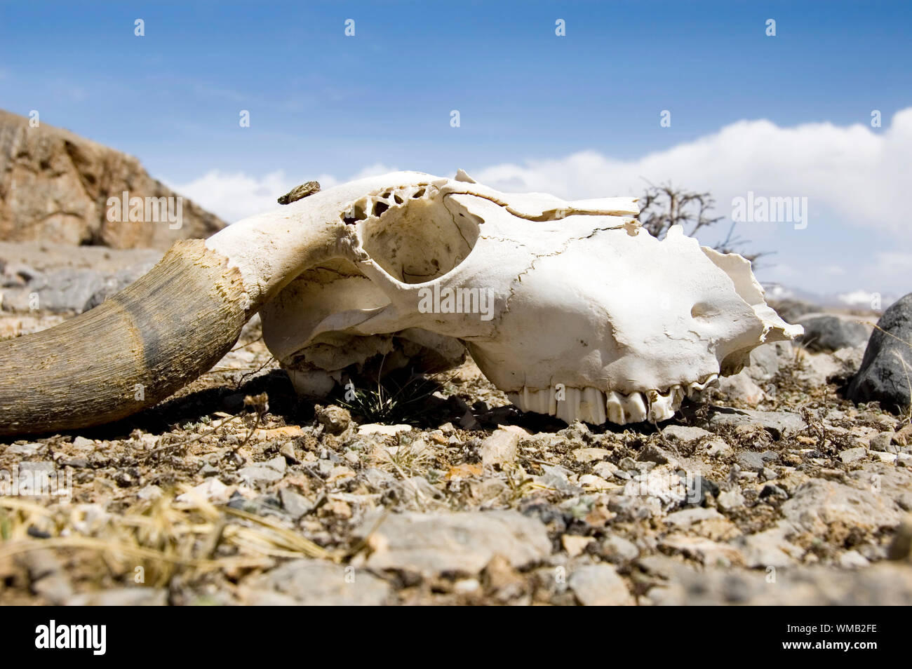 yak skull on the land Stock Photo - Alamy