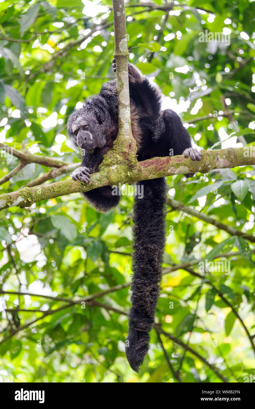 Monk tail hi-res stock photography and images - Alamy