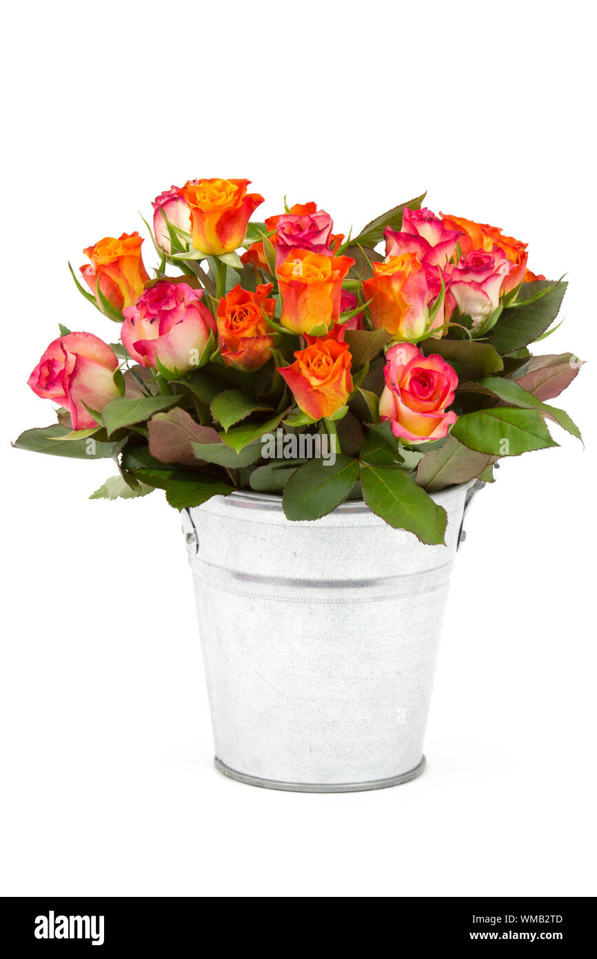 roses in a bucket on white background Stock Photo - Alamy