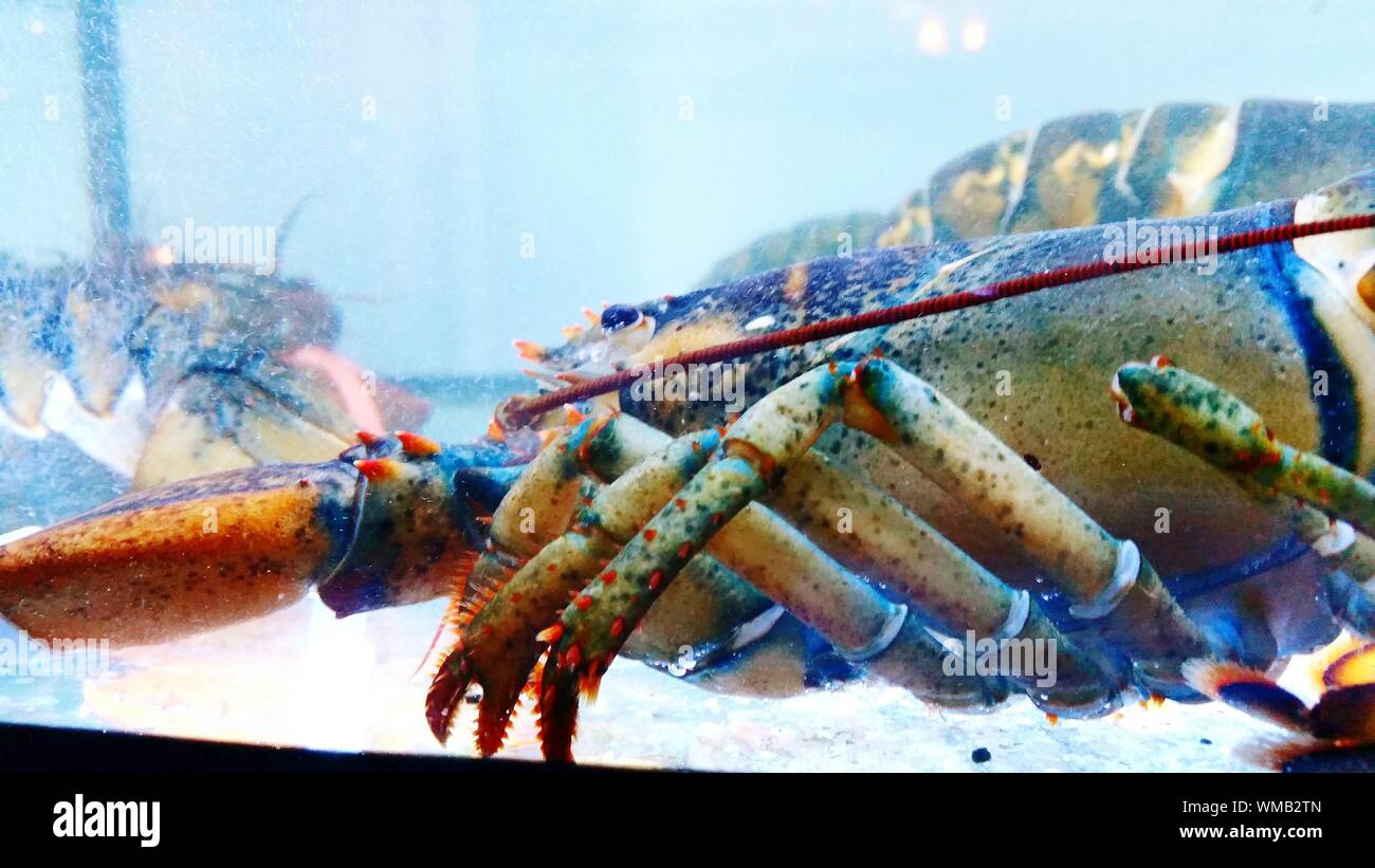 Lobster Fish Tank High Resolution Stock Photography and Images - Alamy
