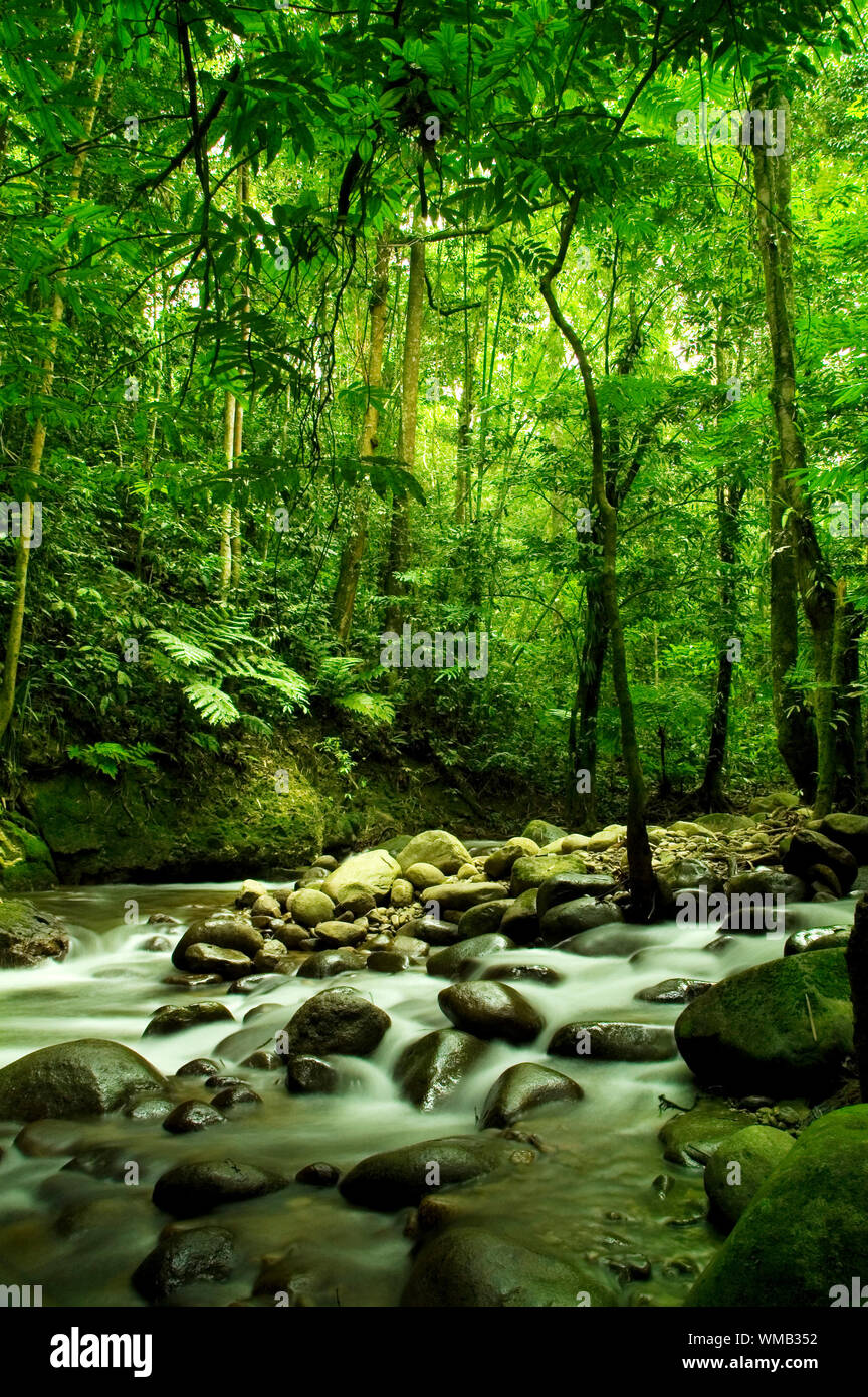 green forest and river Stock Photo - Alamy