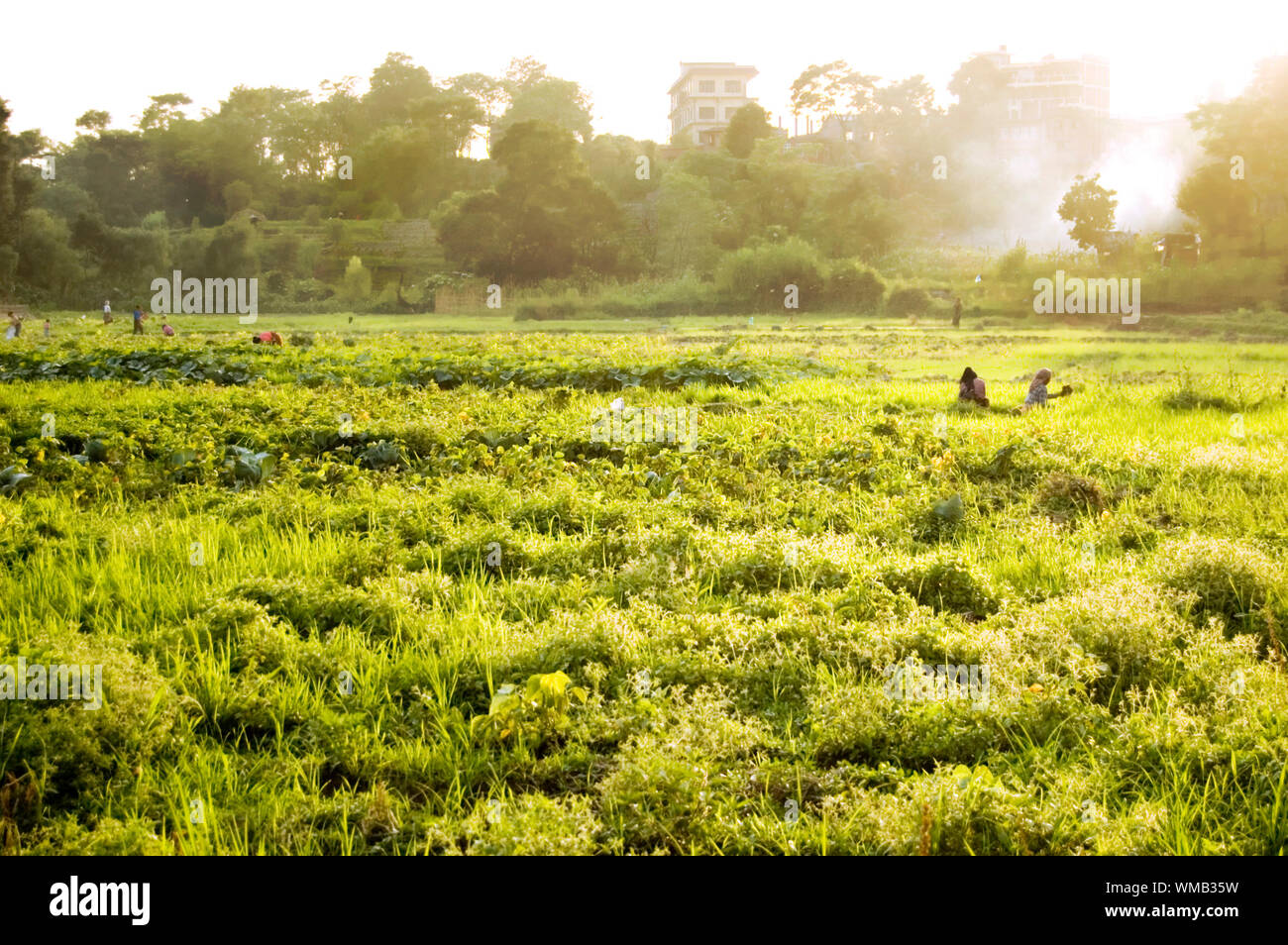 labors working in rice field Stock Photo - Alamy