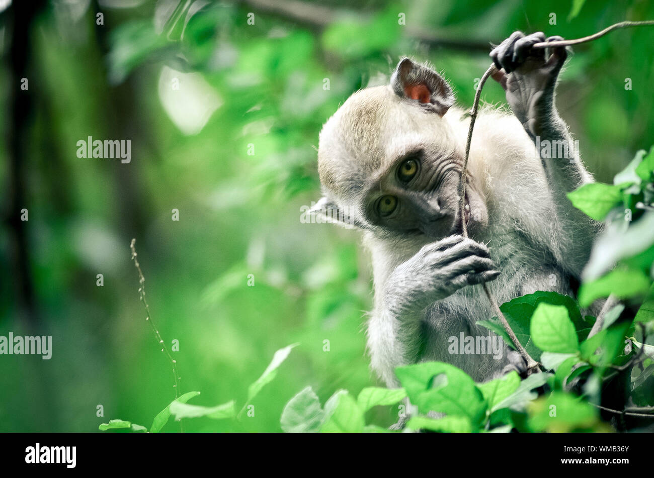 Monkey holding camera hi-res stock photography and images - Alamy