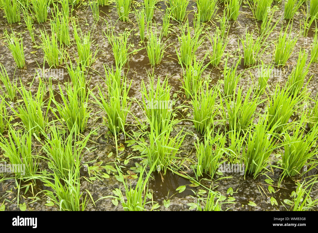 green paddy field (early stage Stock Photo - Alamy