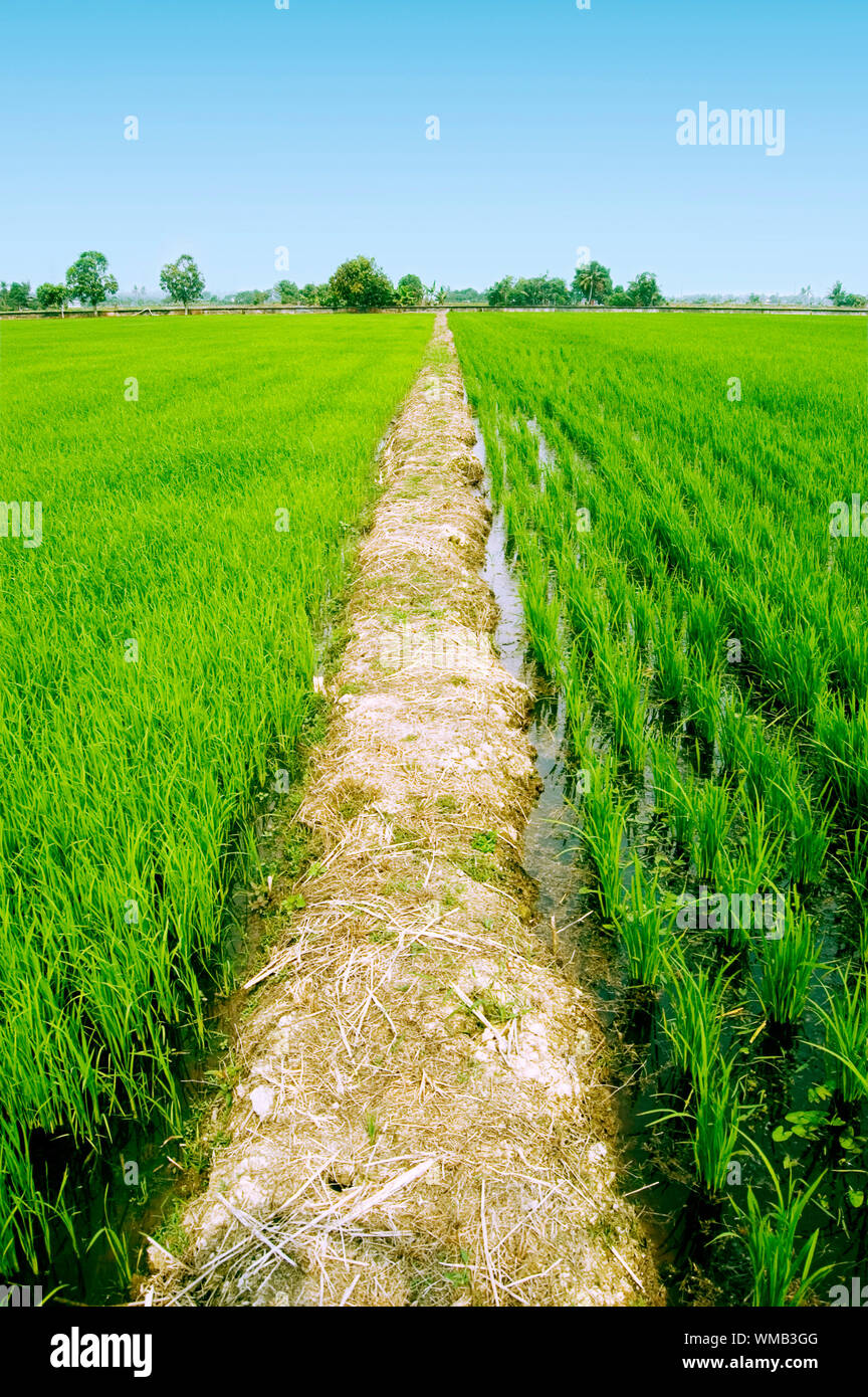 path at green paddy fields Stock Photo - Alamy