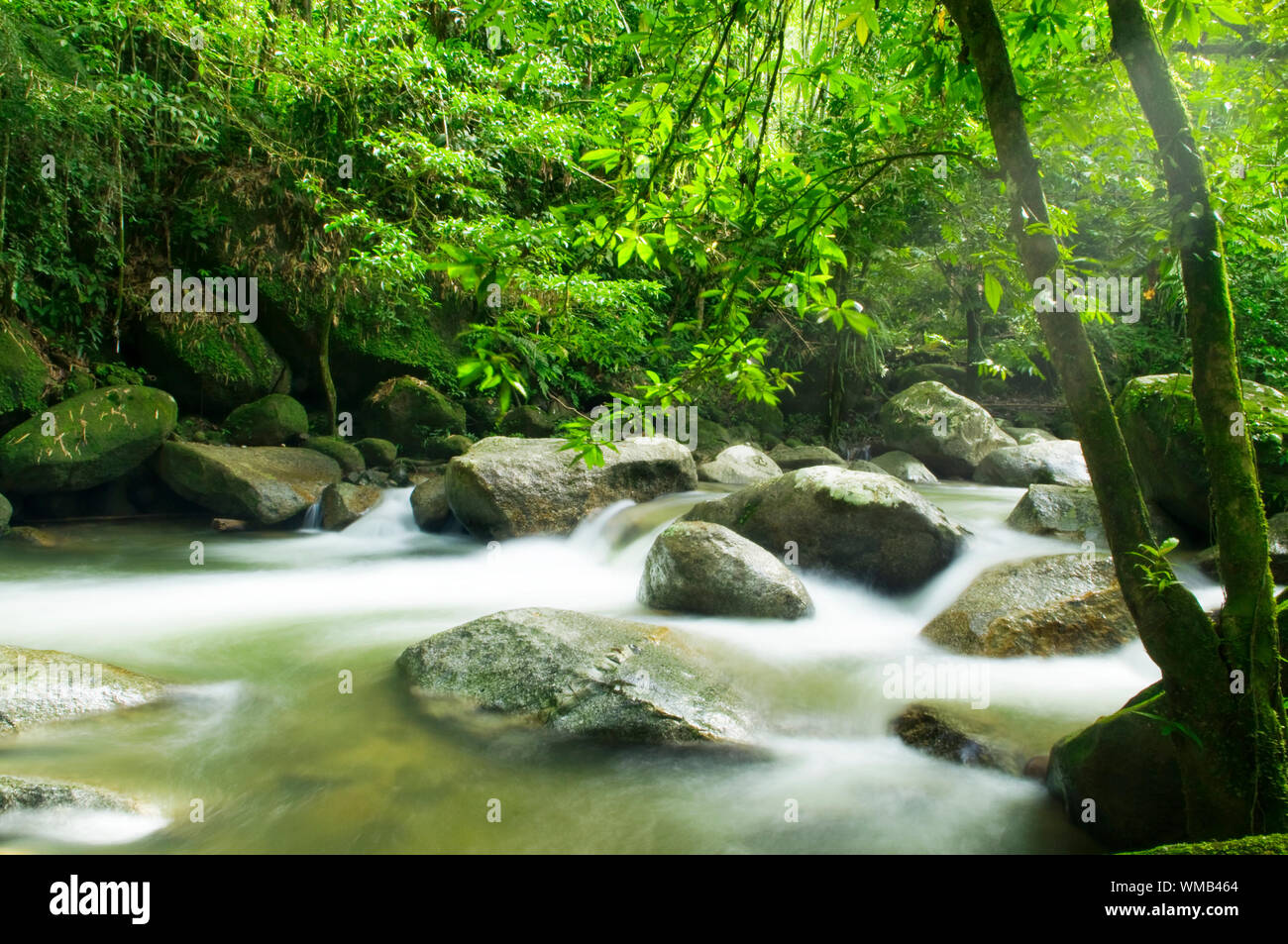 Tropical rainforest and river Stock Photo - Alamy