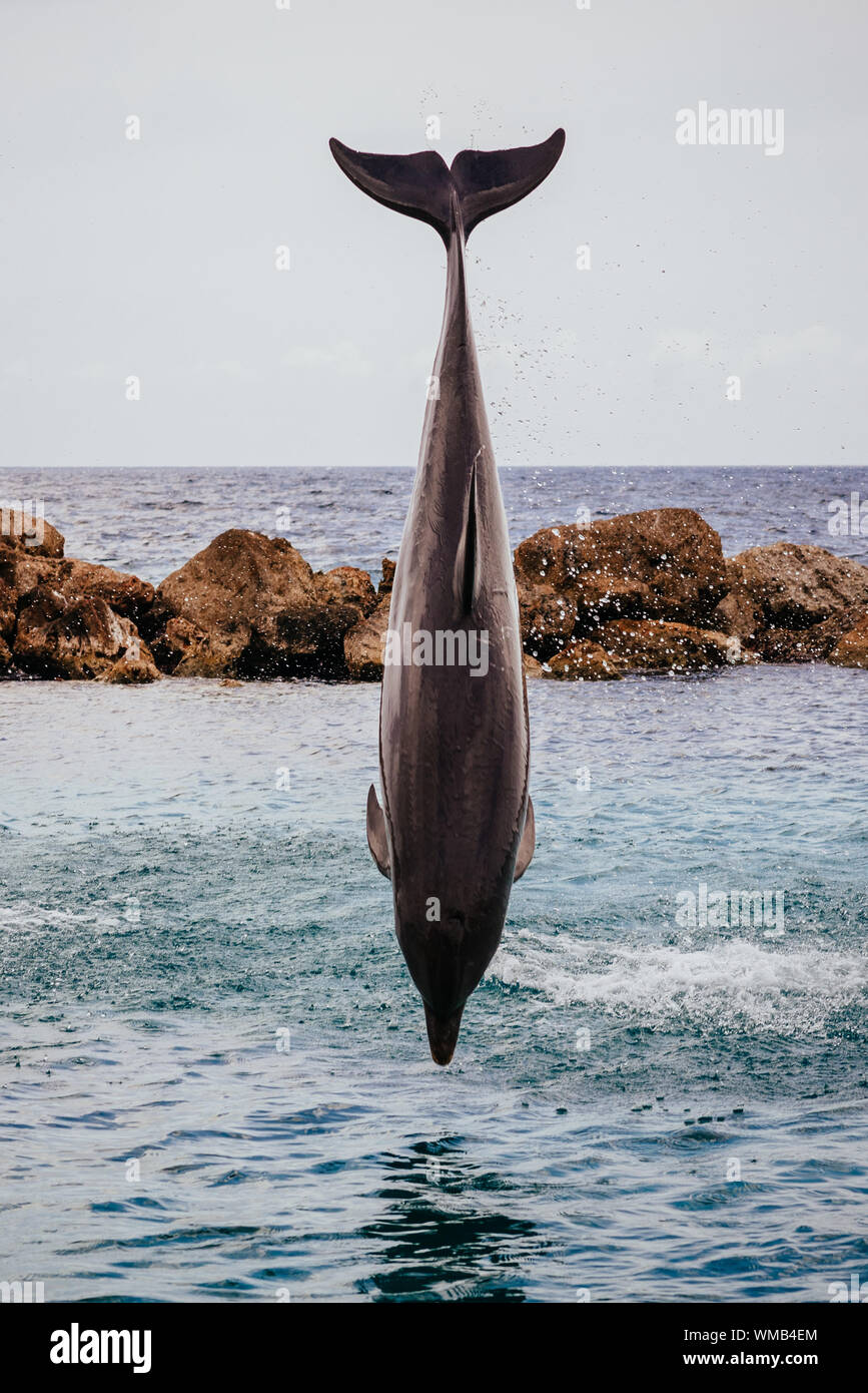 Flying Dolphin High Resolution Stock Photography and Images - Alamy