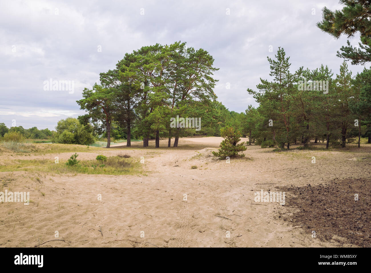 City Carnikava, Latvian Republic. Green nature in summer with pines ...