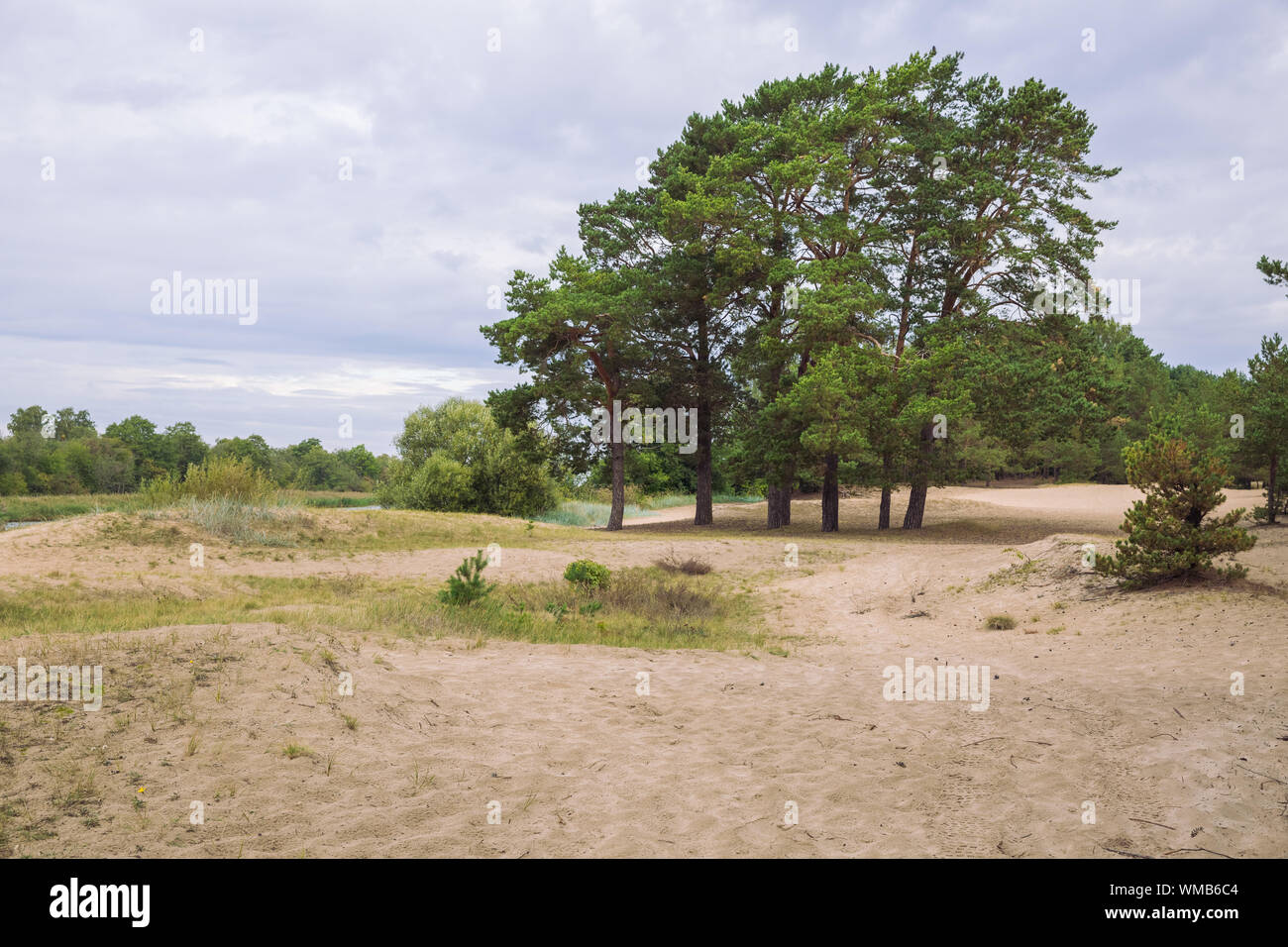 City Carnikava, Latvian Republic. Green nature in summer with pines ...