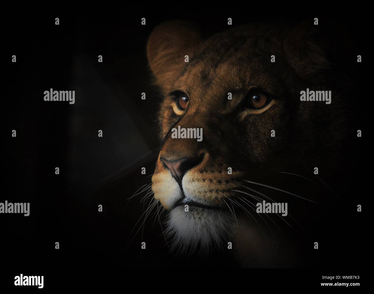 Lioness at night hi-res stock photography and images - Alamy
