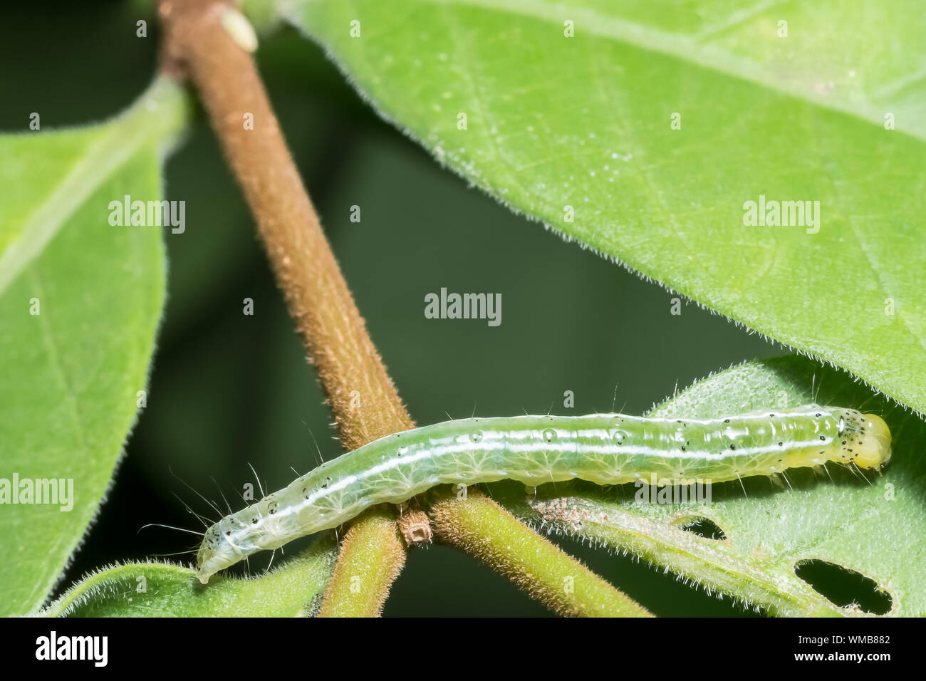 Green worm hi-res stock photography and images - Alamy