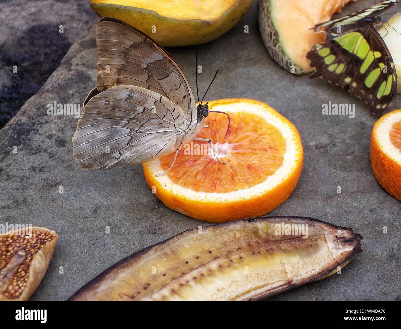 Butterfly Eating An Orange High Resolution Stock Photography and Images ...