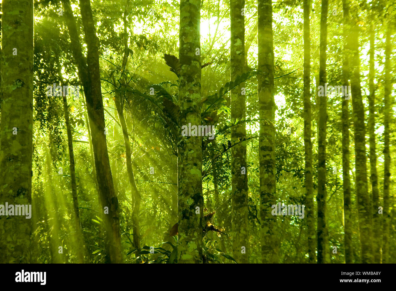 Tropical dense forest Stock Photo - Alamy