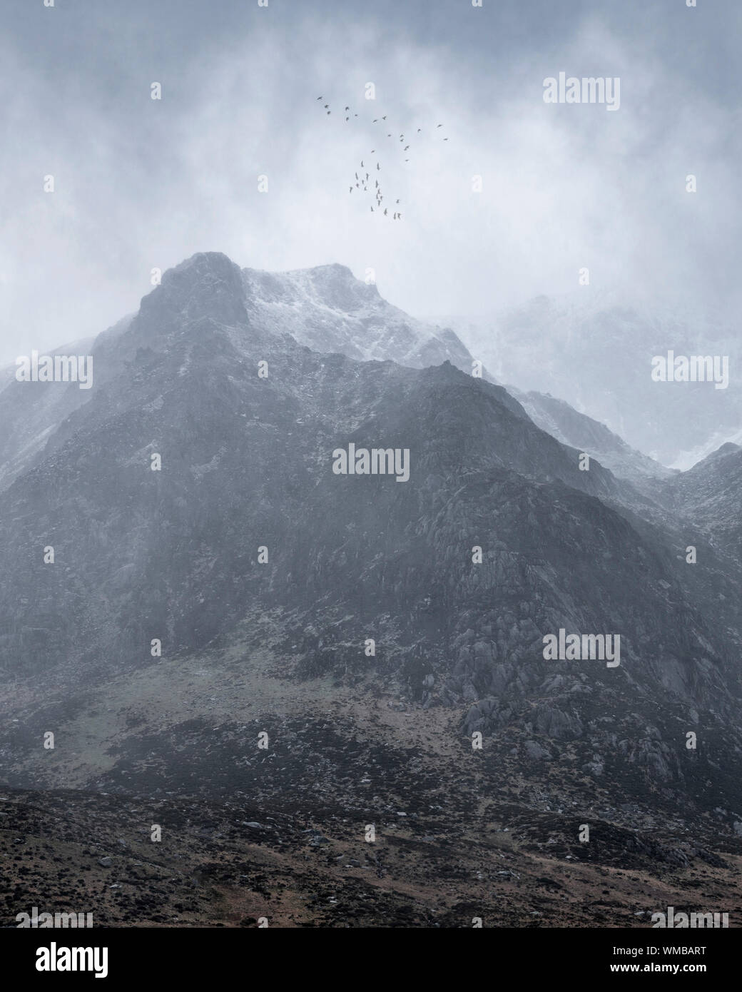 Flying birds snowdonia hi-res stock photography and images - Alamy