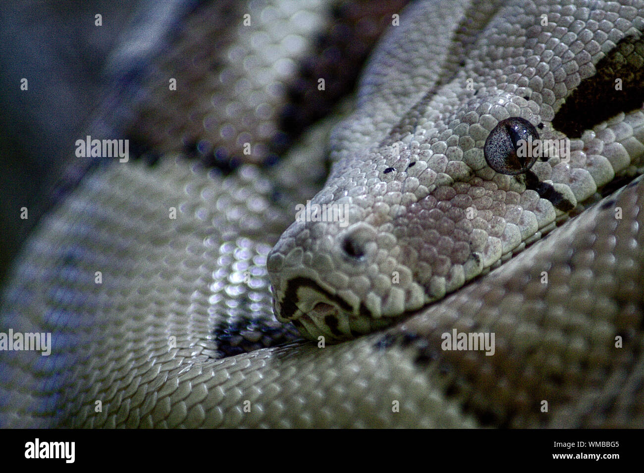 Detail of snake hi-res stock photography and images - Alamy