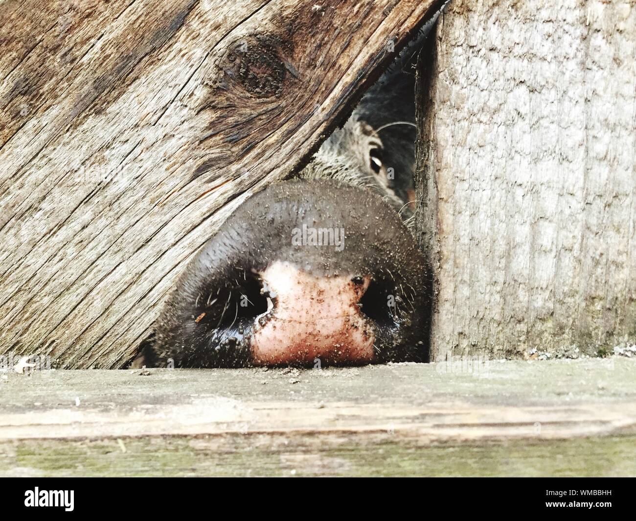 Close Up Pig High Resolution Stock Photography and Images - Alamy