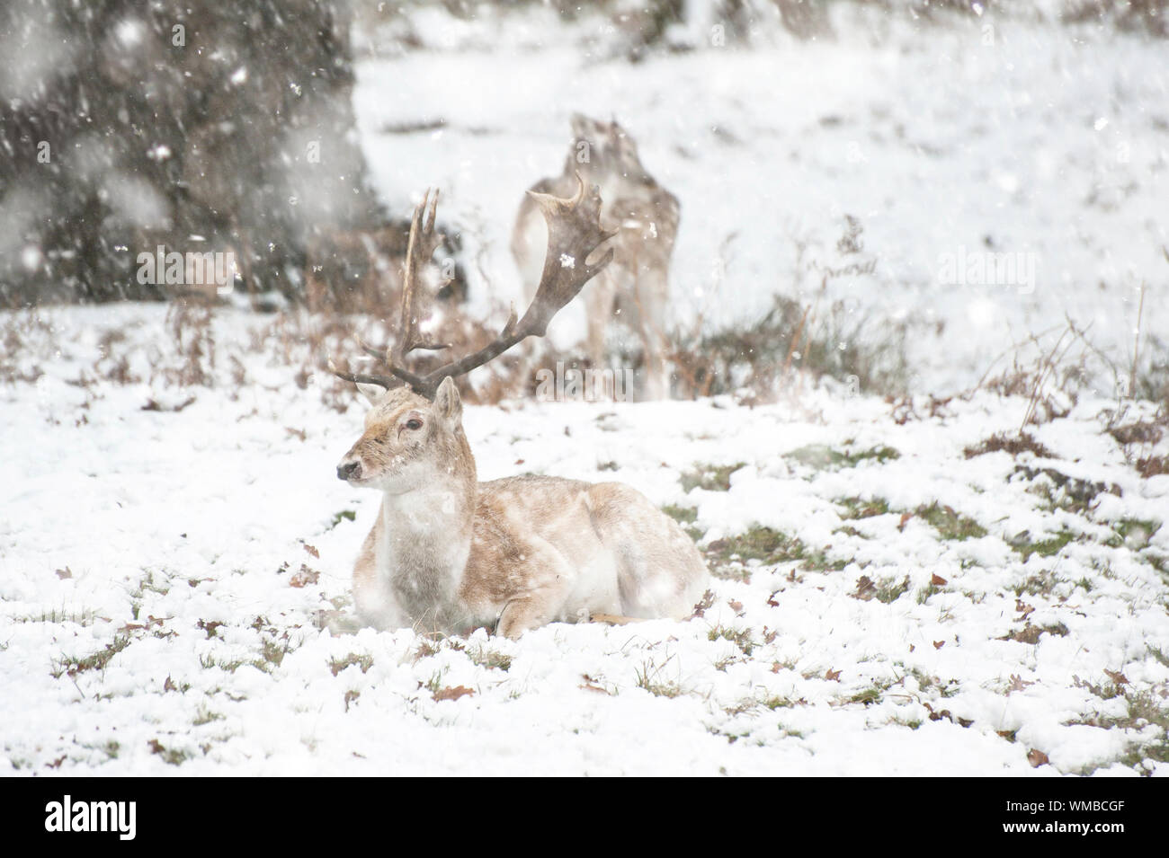 Image of fallow deer in forest landscape in Winter with snow on ground ...