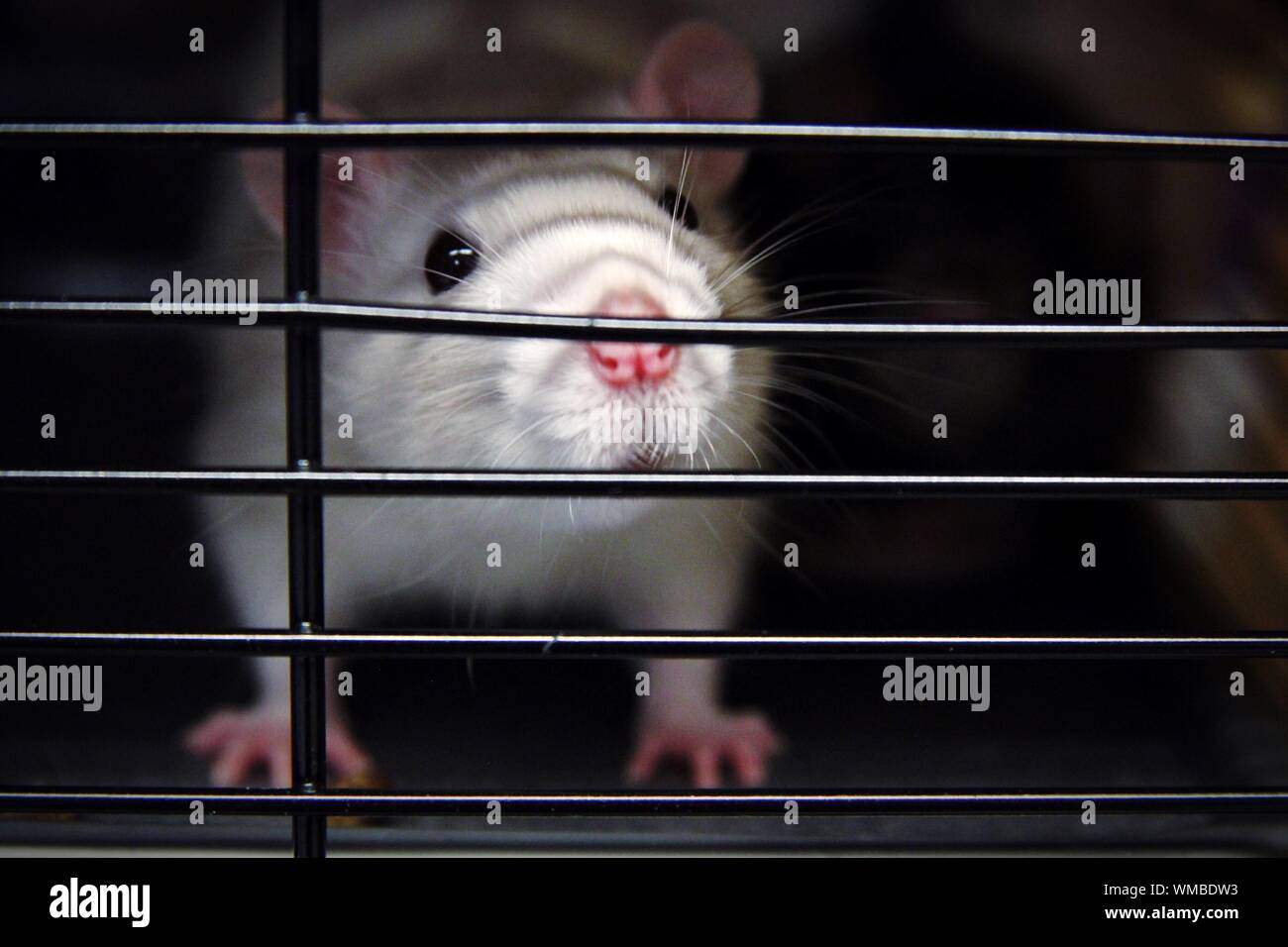 Animal Testing Cage High Resolution Stock Photography and Images - Alamy