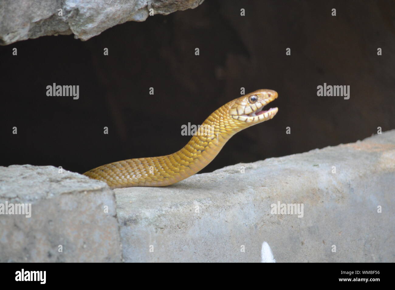 Close up snake open mouth hi-res stock photography and images - Alamy