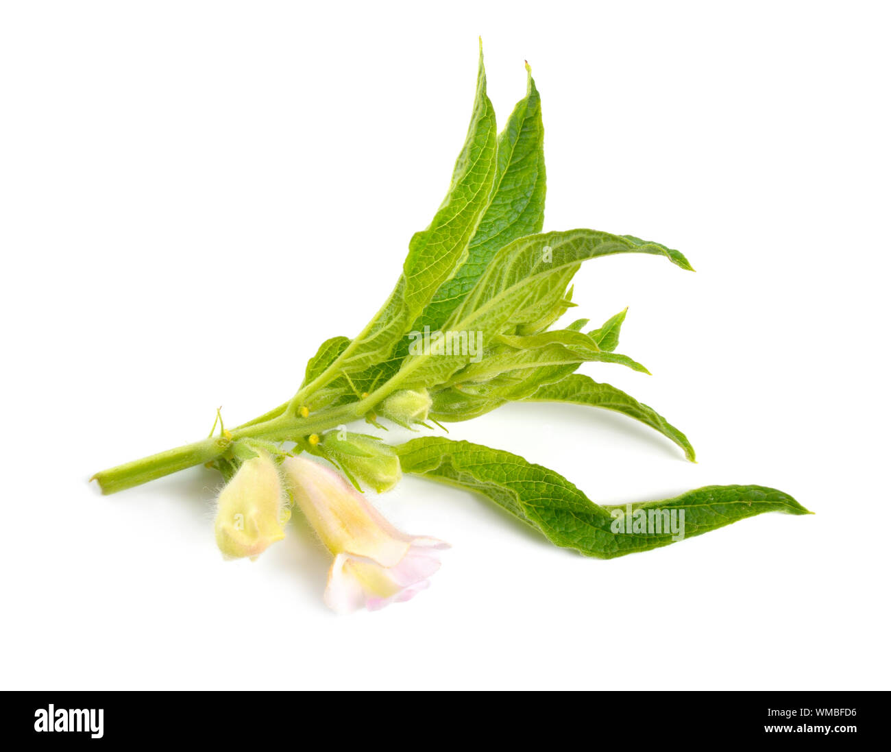 Sesame plant with flowers isolated on white background Stock Photo - Alamy
