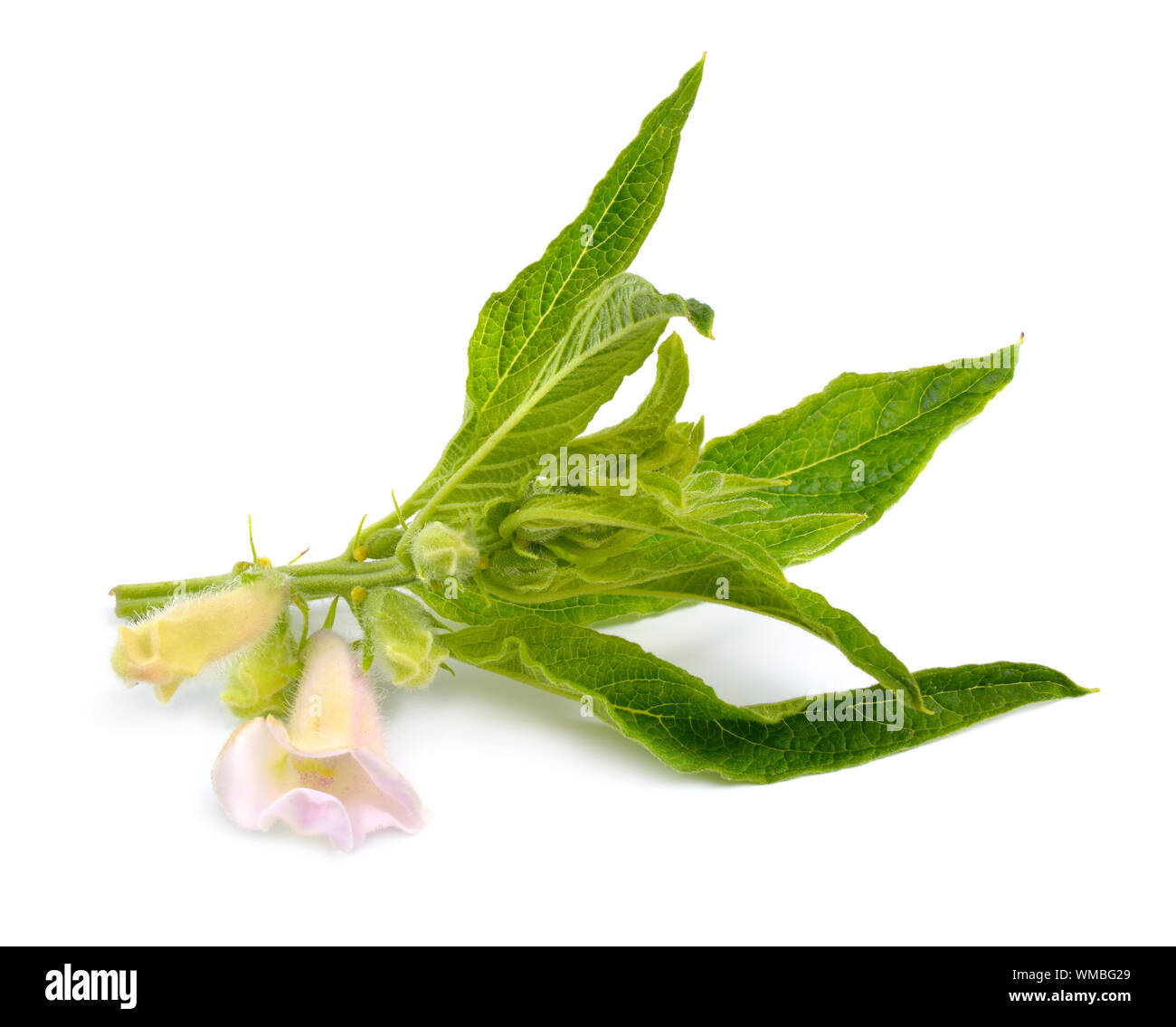 Sesame plant with flowers isolated on white background Stock Photo - Alamy