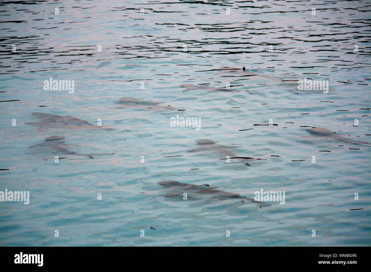 Shark under hi-res stock photography and images - Alamy