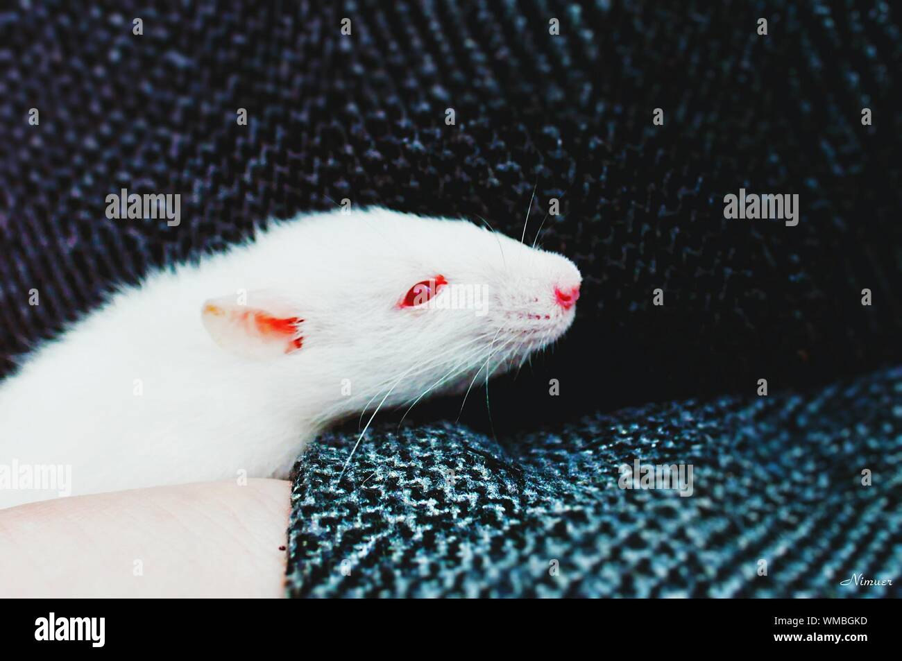 Human holding white rat hi-res stock photography and images - Alamy