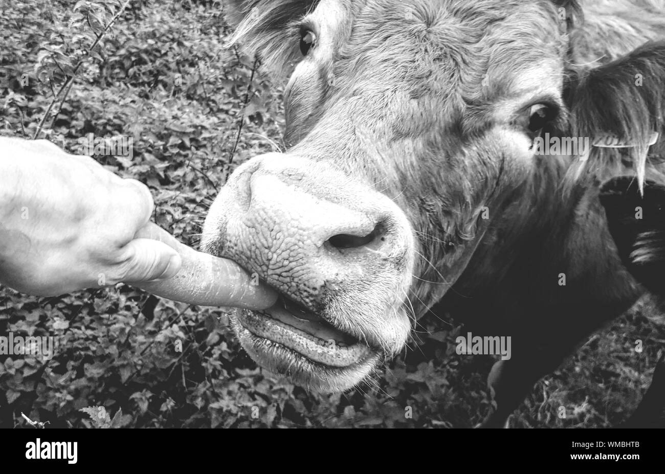 Real carrot Black and White Stock Photos & Images - Alamy