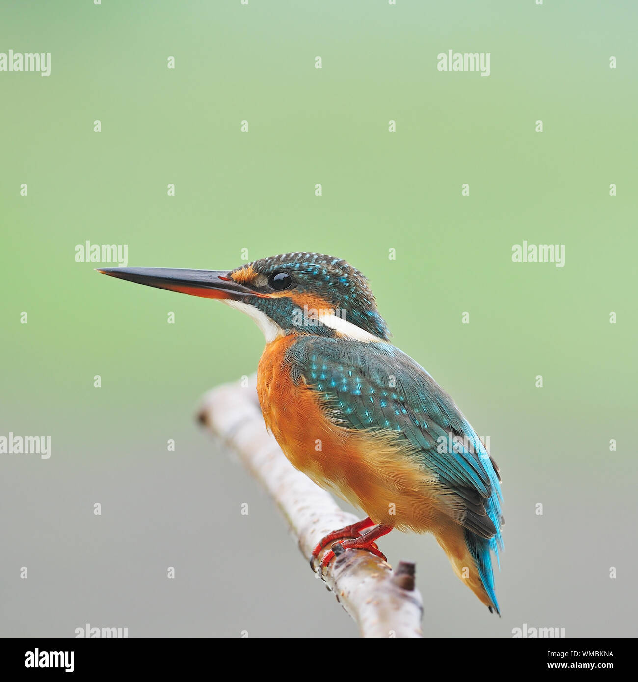 Female kingfisher alcedo athis hi-res stock photography and images - Alamy