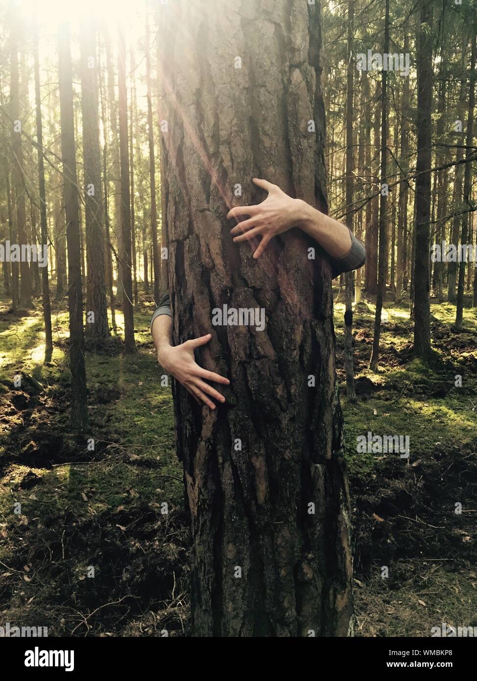 Tree hugging are hi-res stock photography and images - Alamy