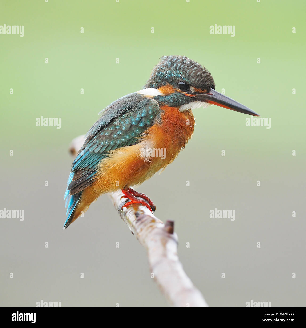 Colorful Kingfisher bird, female Common Kingfisher (Alcedo athis ...