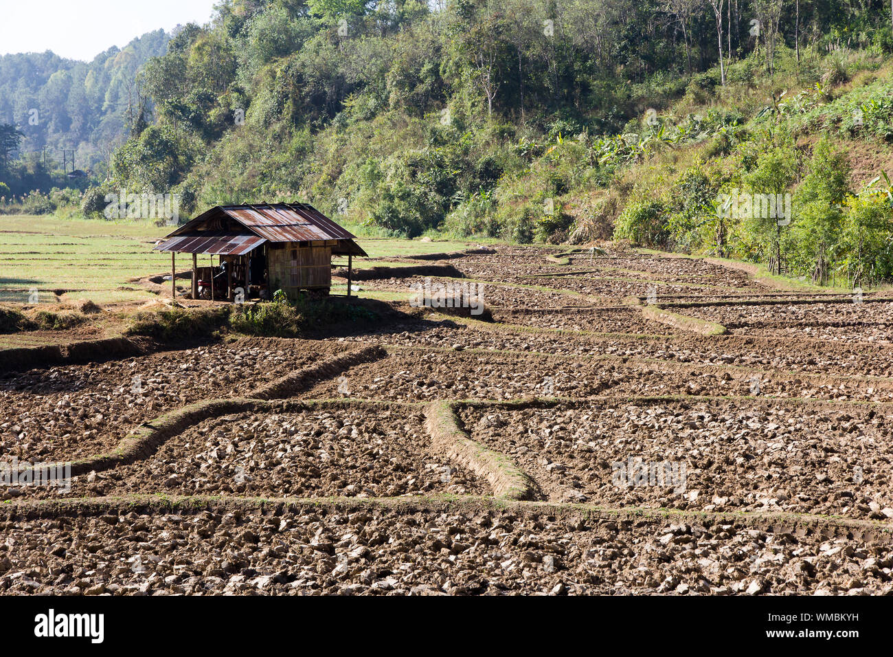 Cutting rice crop hi-res stock photography and images - Alamy