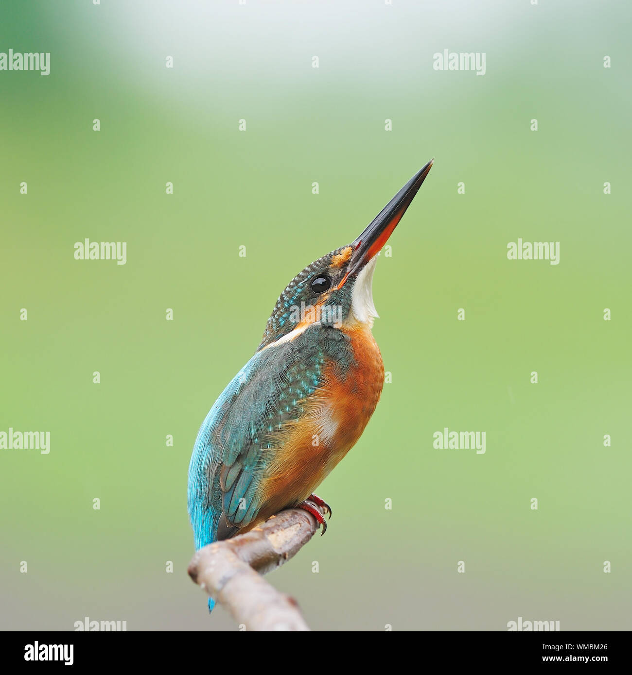 Colorful Kingfisher bird, female Common Kingfisher (Alcedo athis ...