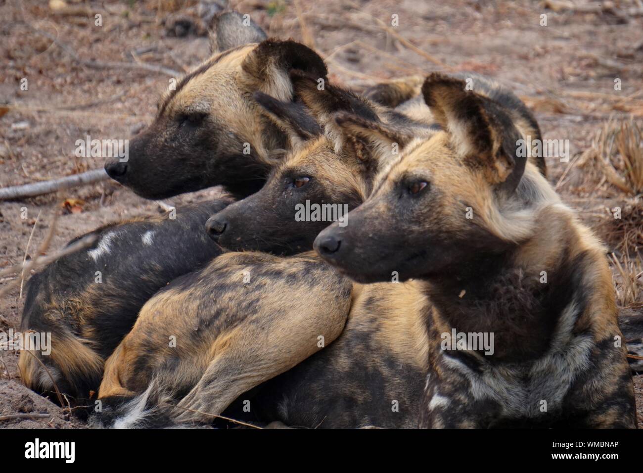 Hyena sitting hi-res stock photography and images - Alamy