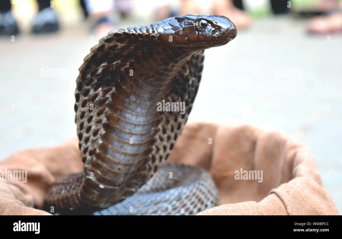 Low cobra hi-res stock photography and images - Alamy