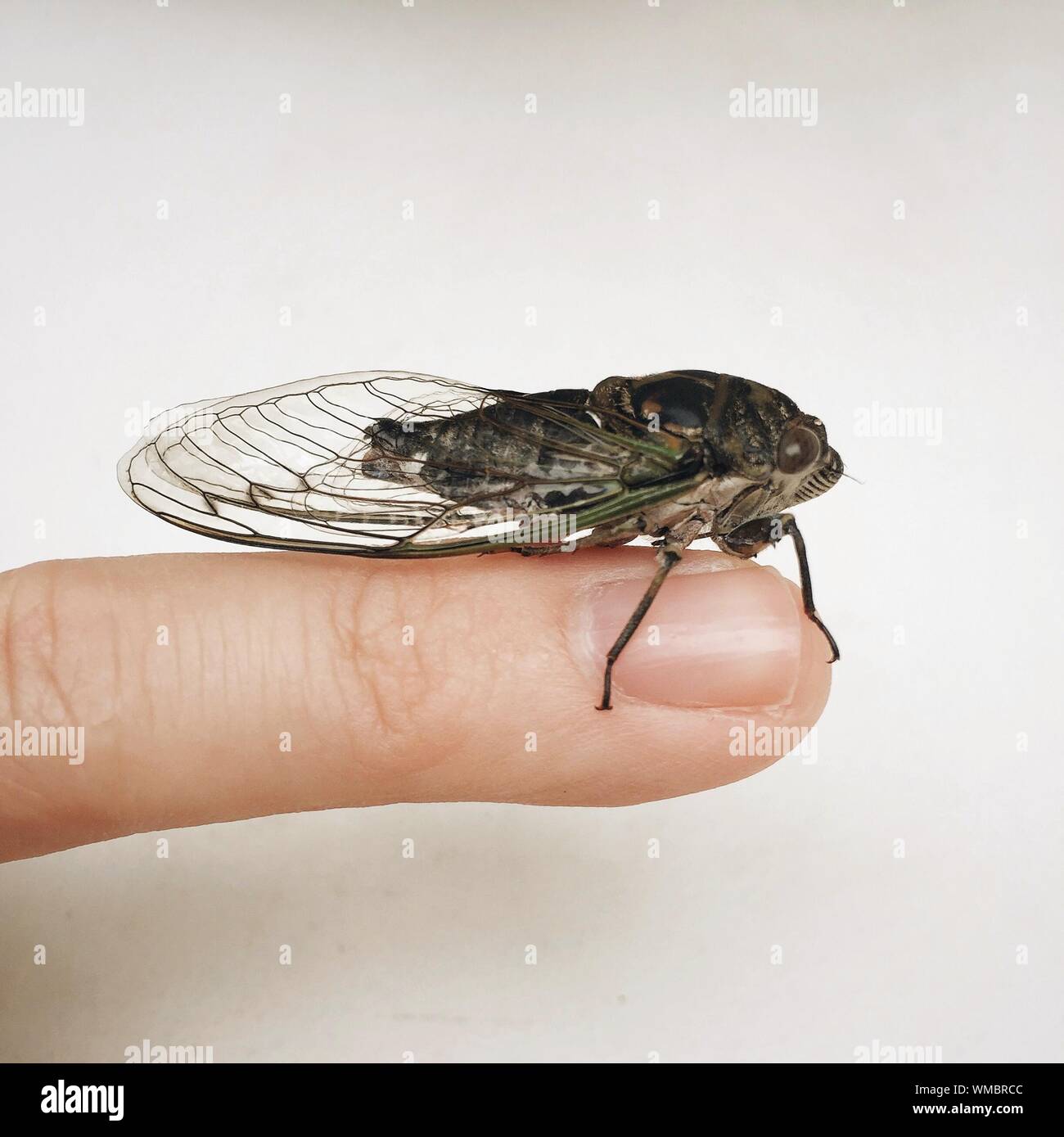 Person holding cicada hi-res stock photography and images - Alamy