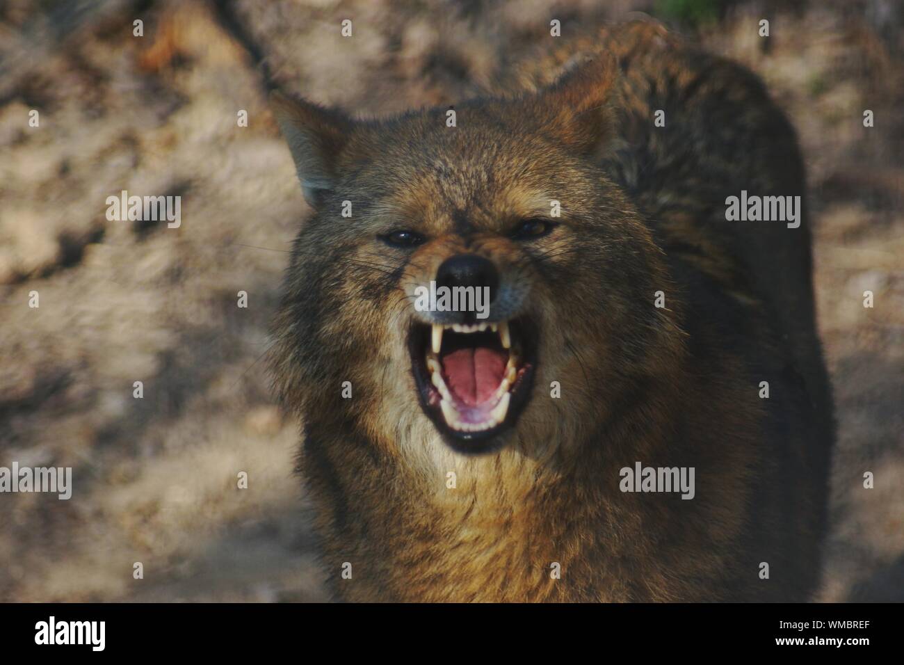 Wolf Growling Front View