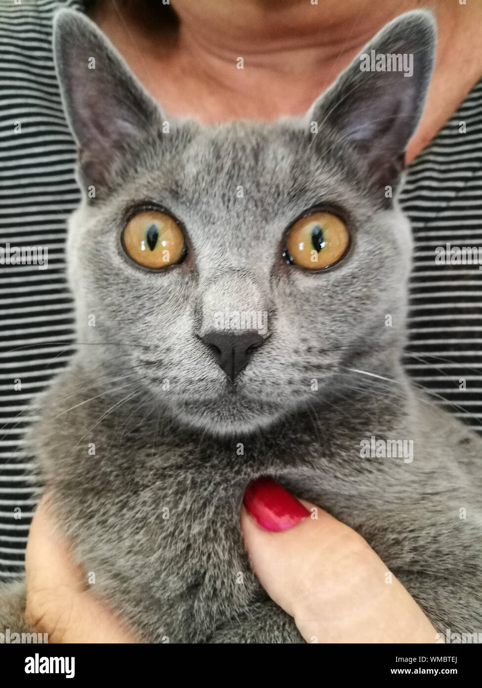 Chartreux cat portrait hi-res stock photography and images - Alamy