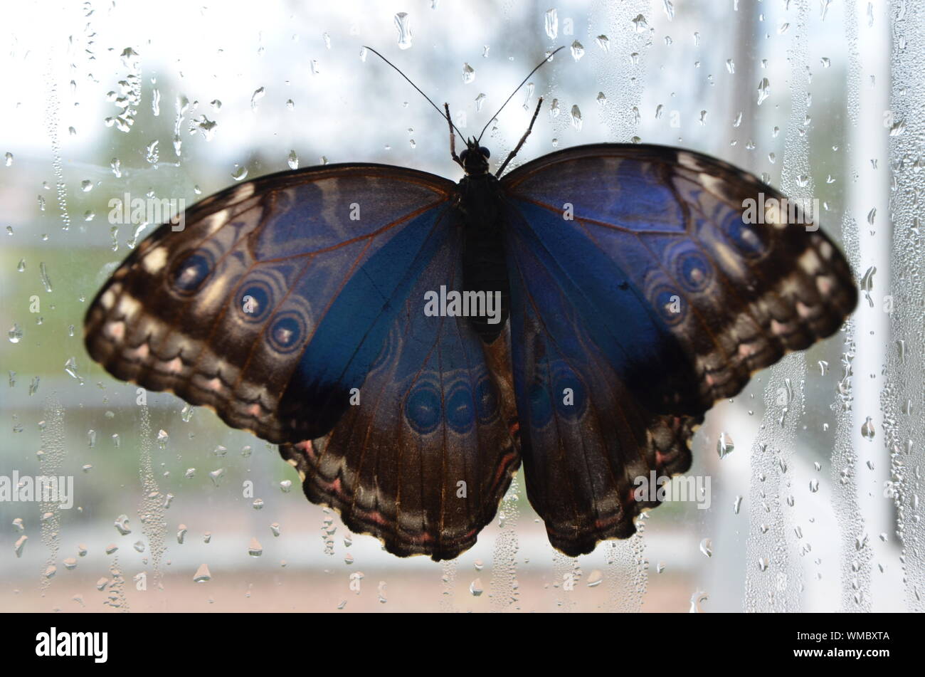 Butterfly water hi-res stock photography and images - Alamy