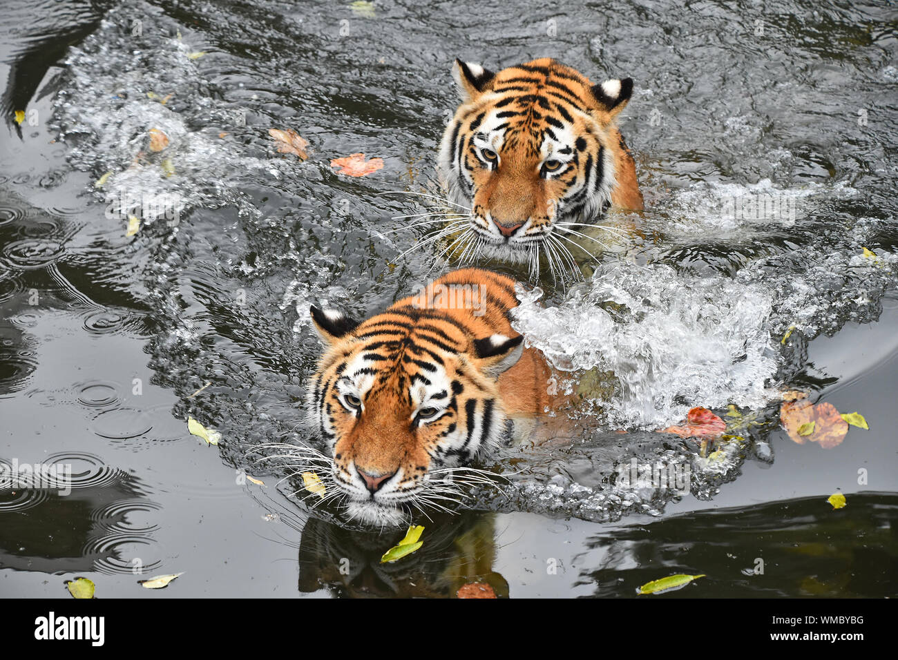 Tigers Swimming High Resolution Stock Photography and Images - Alamy