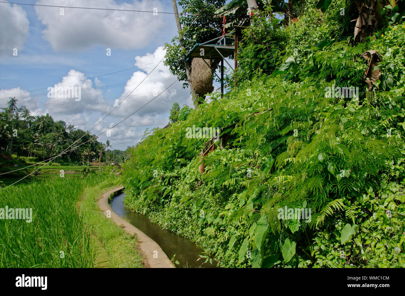 Irrigation channel, Tegallalang rice terraces, Ubud, Bali Stock Photo ...