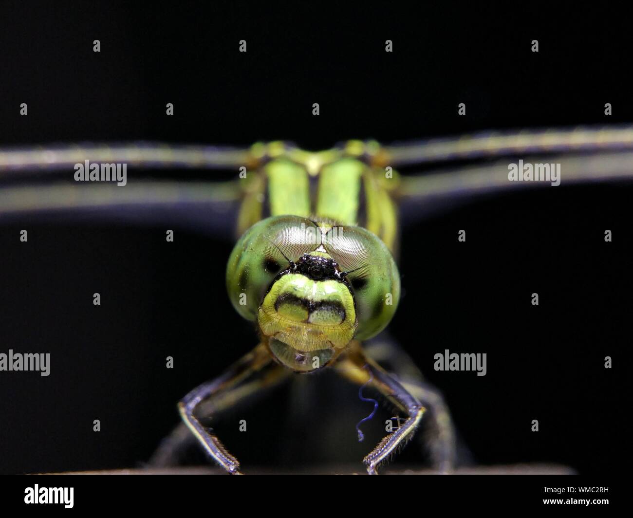 Insect black background hi-res stock photography and images - Alamy