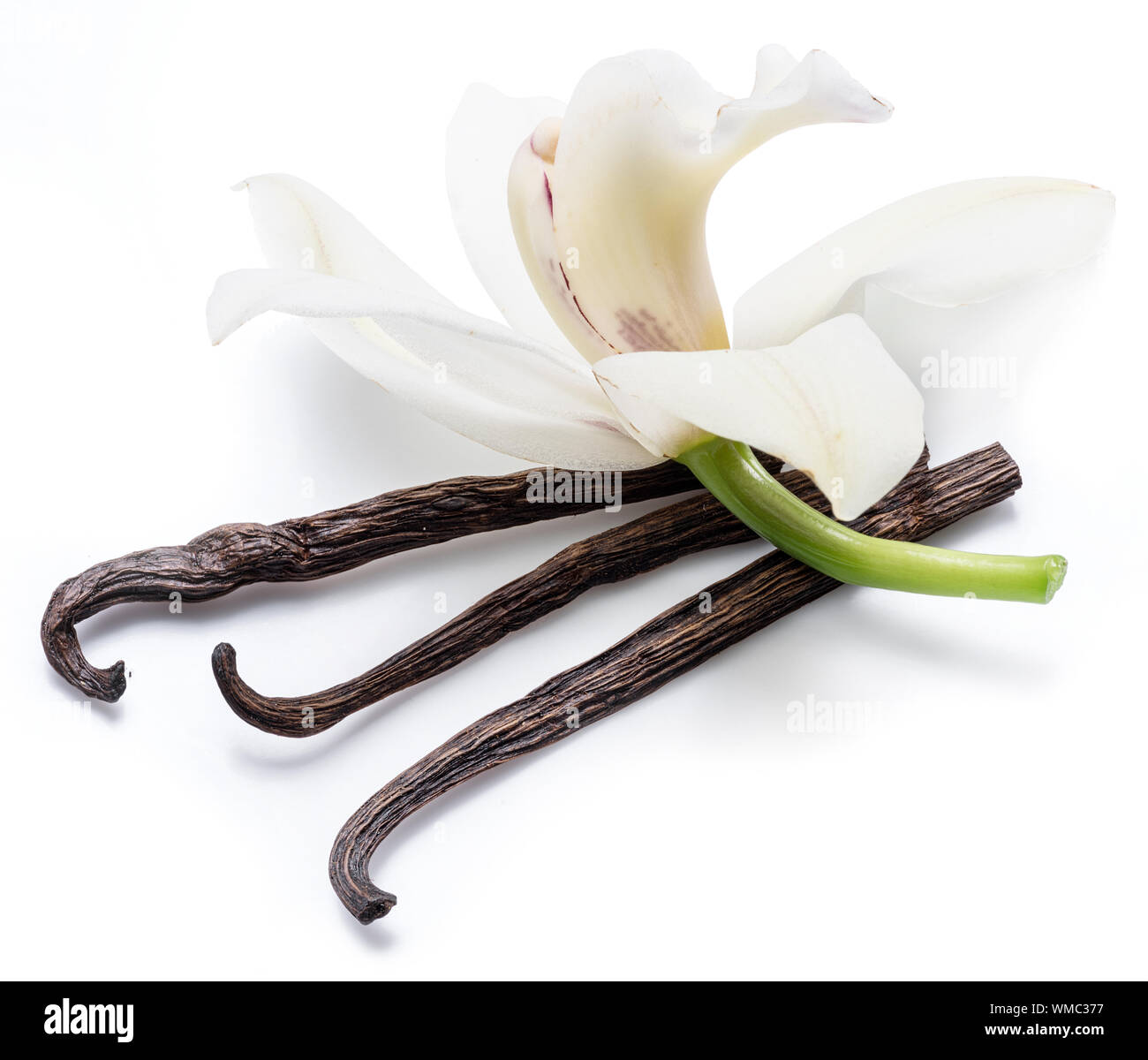 Dried vanilla sticks and orchid vanilla flower isolated on white ...