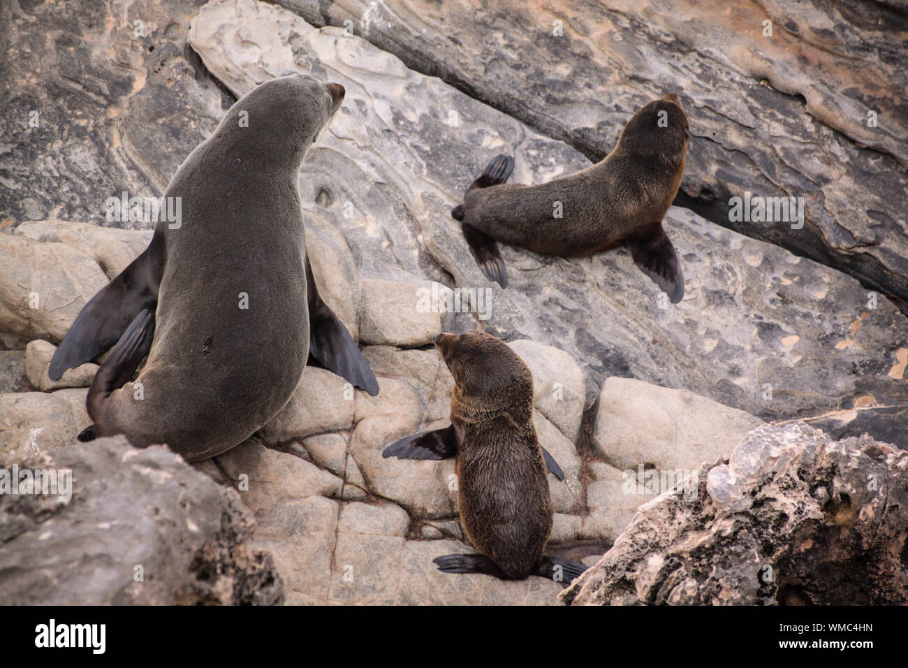 Seal family hi-res stock photography and images - Alamy