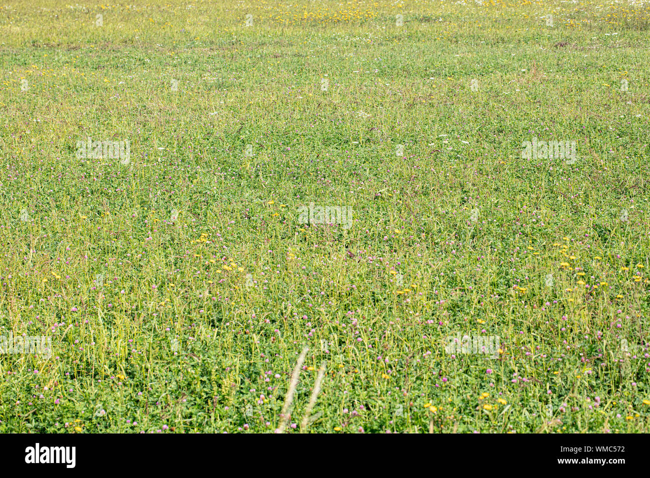 green grass growing on pasture, background Stock Photo - Alamy