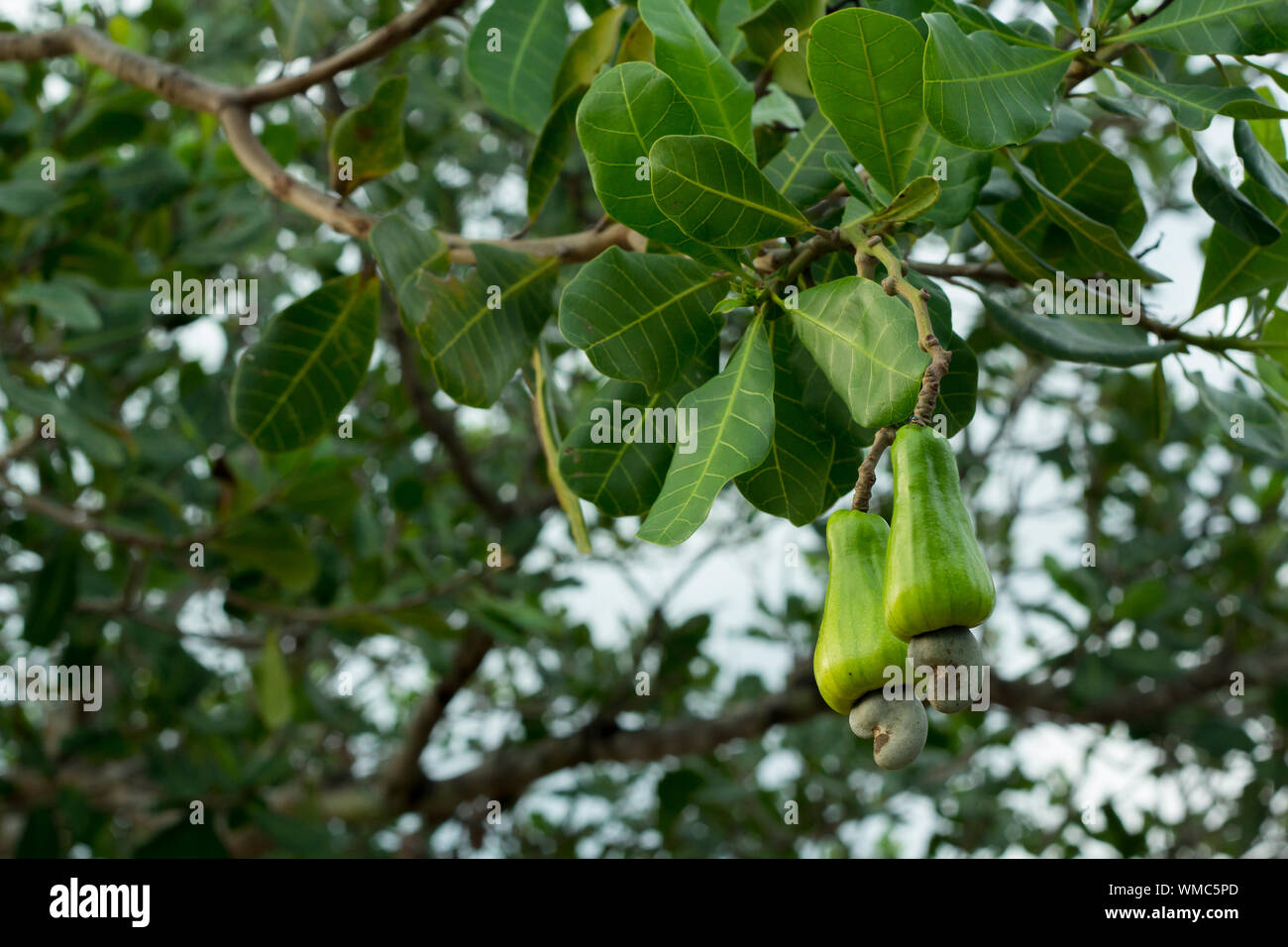 Cashew tree leaf hi-res stock photography and images - Alamy