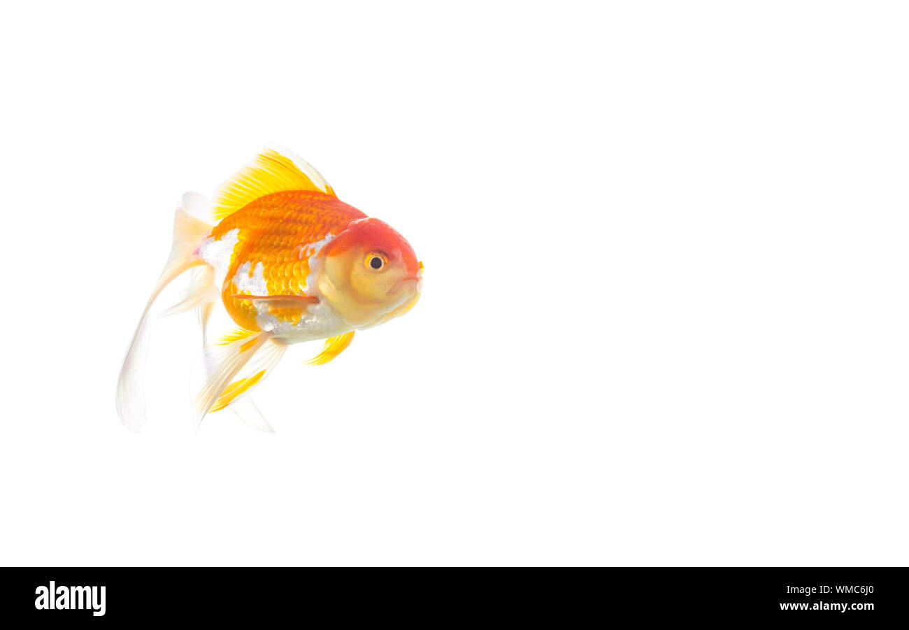 White goldfish hi-res stock photography and images - Alamy